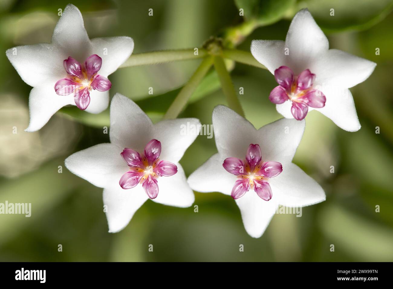 Hoya Bella flowers Stock Photo - Alamy