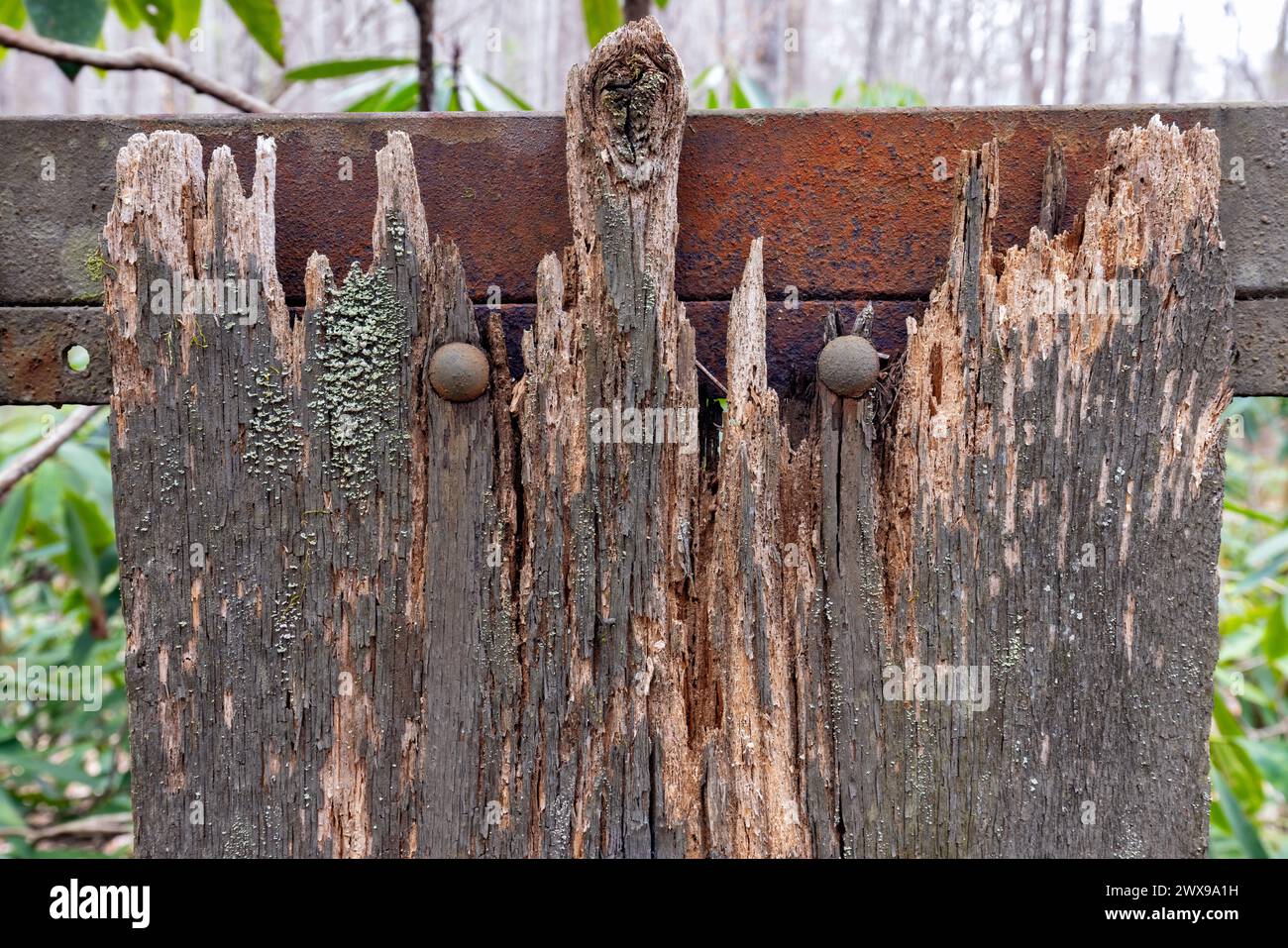 Abstract face in weathered wooden fence post - North Carolina, USA ...