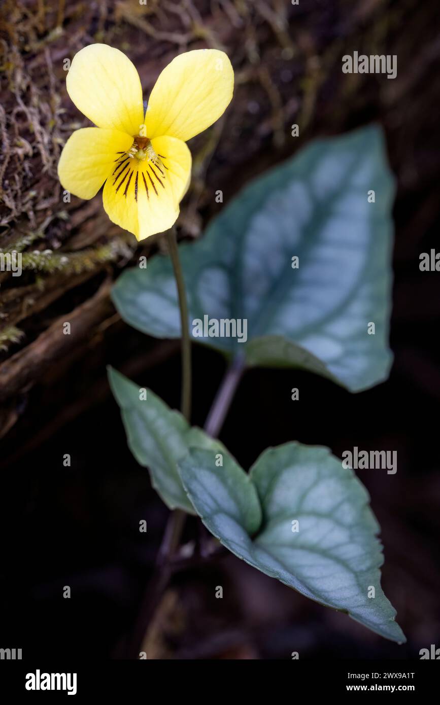 Halberd-leaved Violet (Viola hastata) - Coontree Trail in Pisgah ...