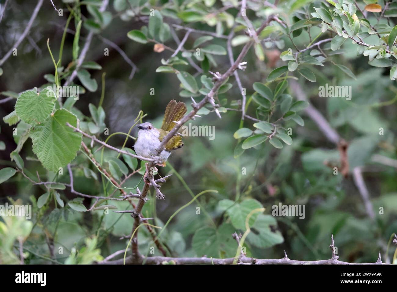 The green-backed camaroptera (Camaroptera brachyura), also known as the ...