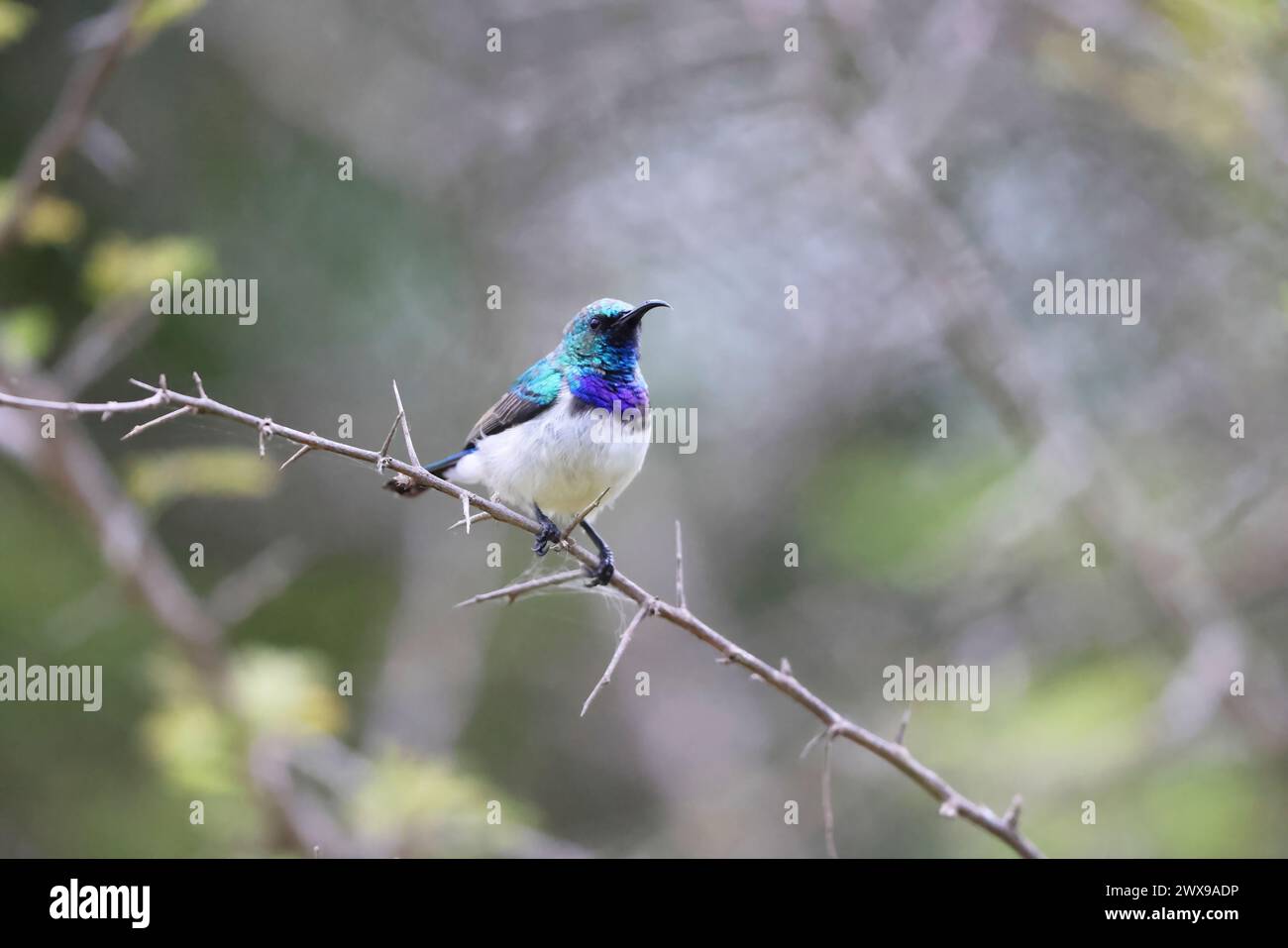 White-bellied sunbird (Cinnyris talatala), also known as the white ...