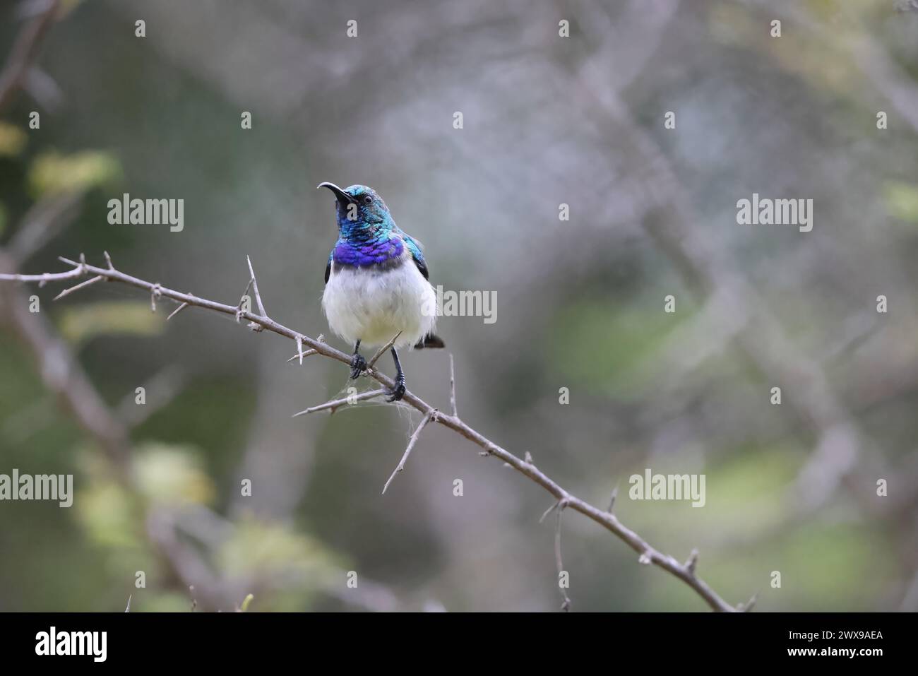 White-bellied sunbird (Cinnyris talatala), also known as the white ...