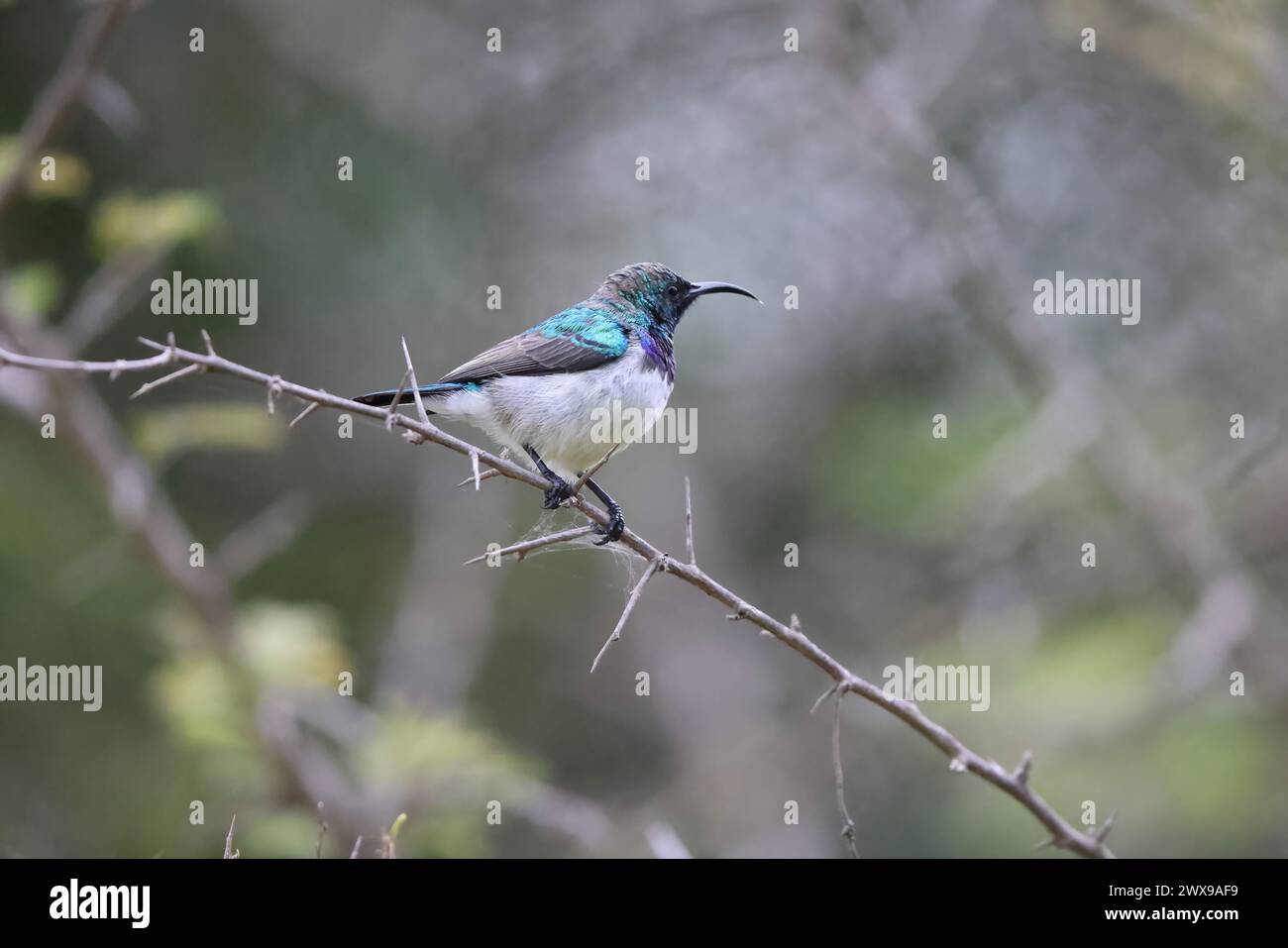 White-bellied sunbird (Cinnyris talatala), also known as the white ...