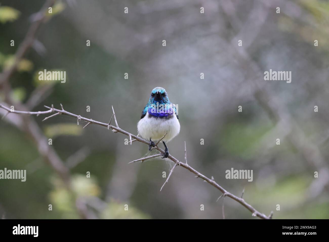 White-bellied sunbird (Cinnyris talatala), also known as the white ...