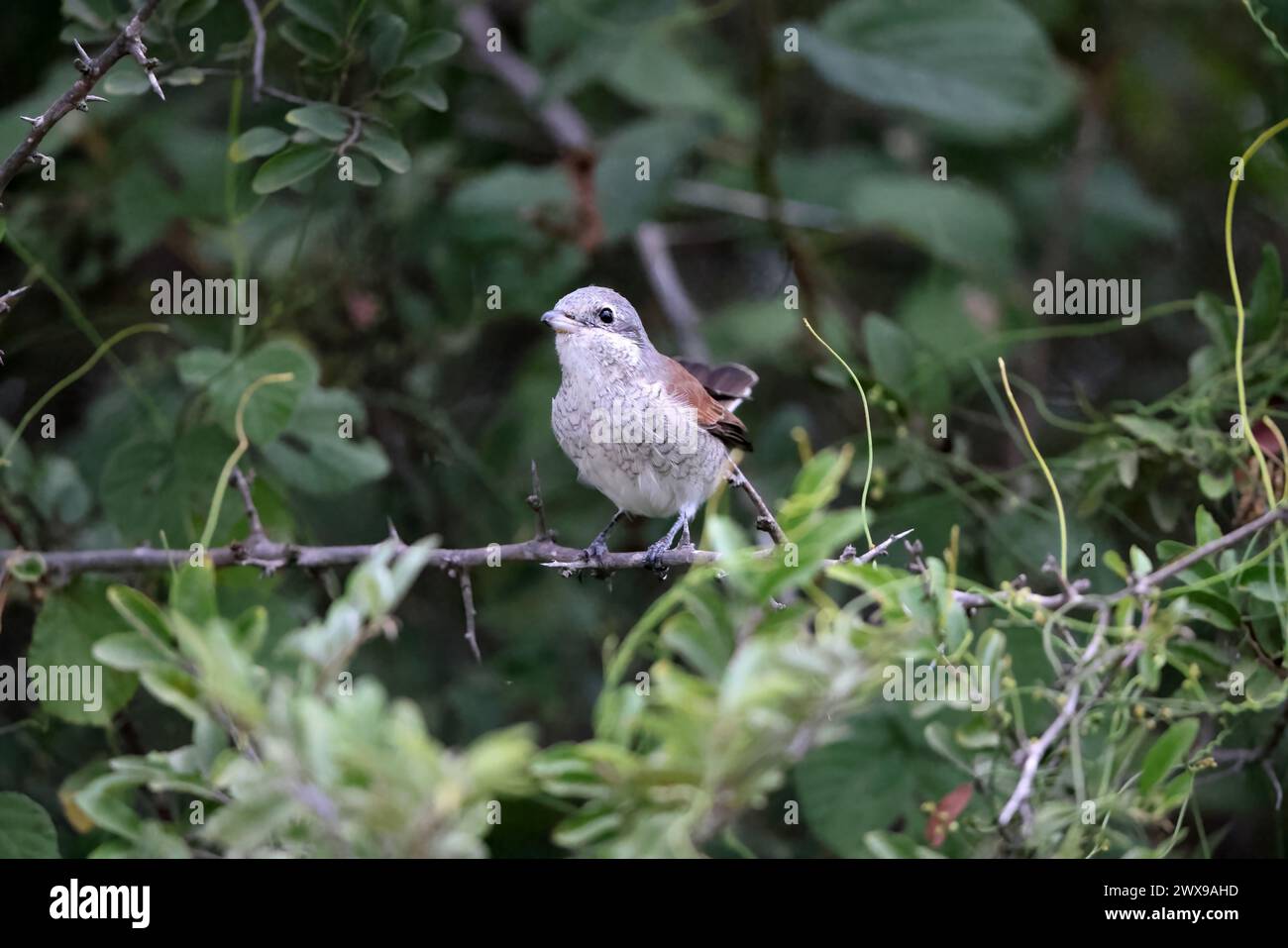 The red-backed shrike (Lanius collurio) is a carnivorous passerine bird and member of the shrike ...