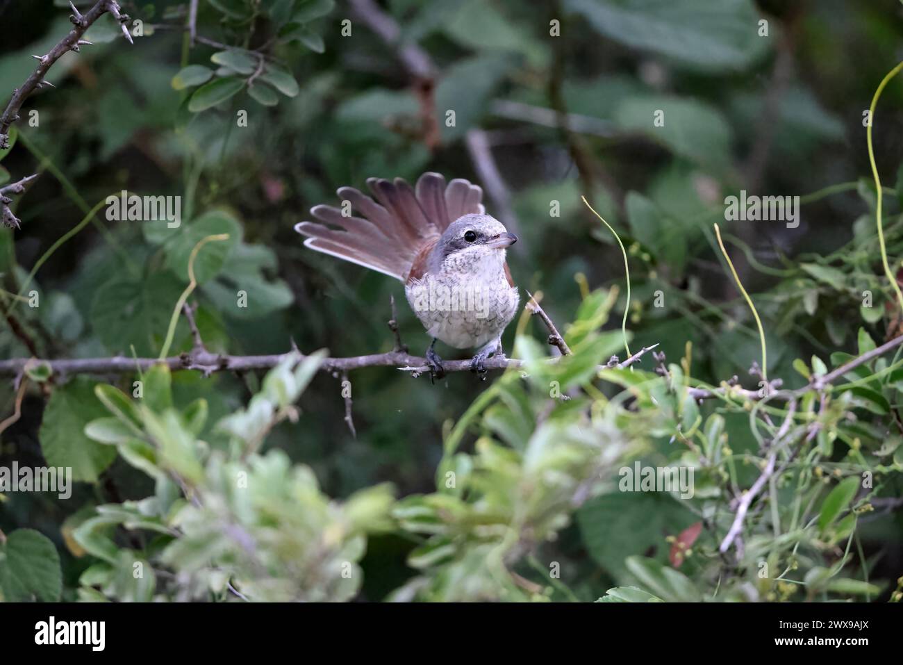The red-backed shrike (Lanius collurio) is a carnivorous passerine bird and member of the shrike ...