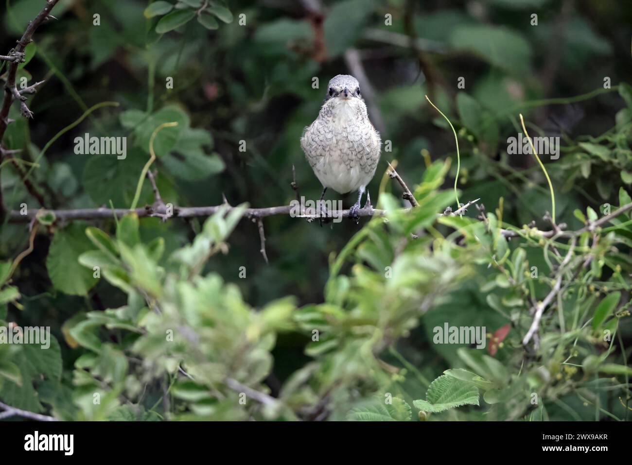 The red-backed shrike (Lanius collurio) is a carnivorous passerine bird and member of the shrike ...