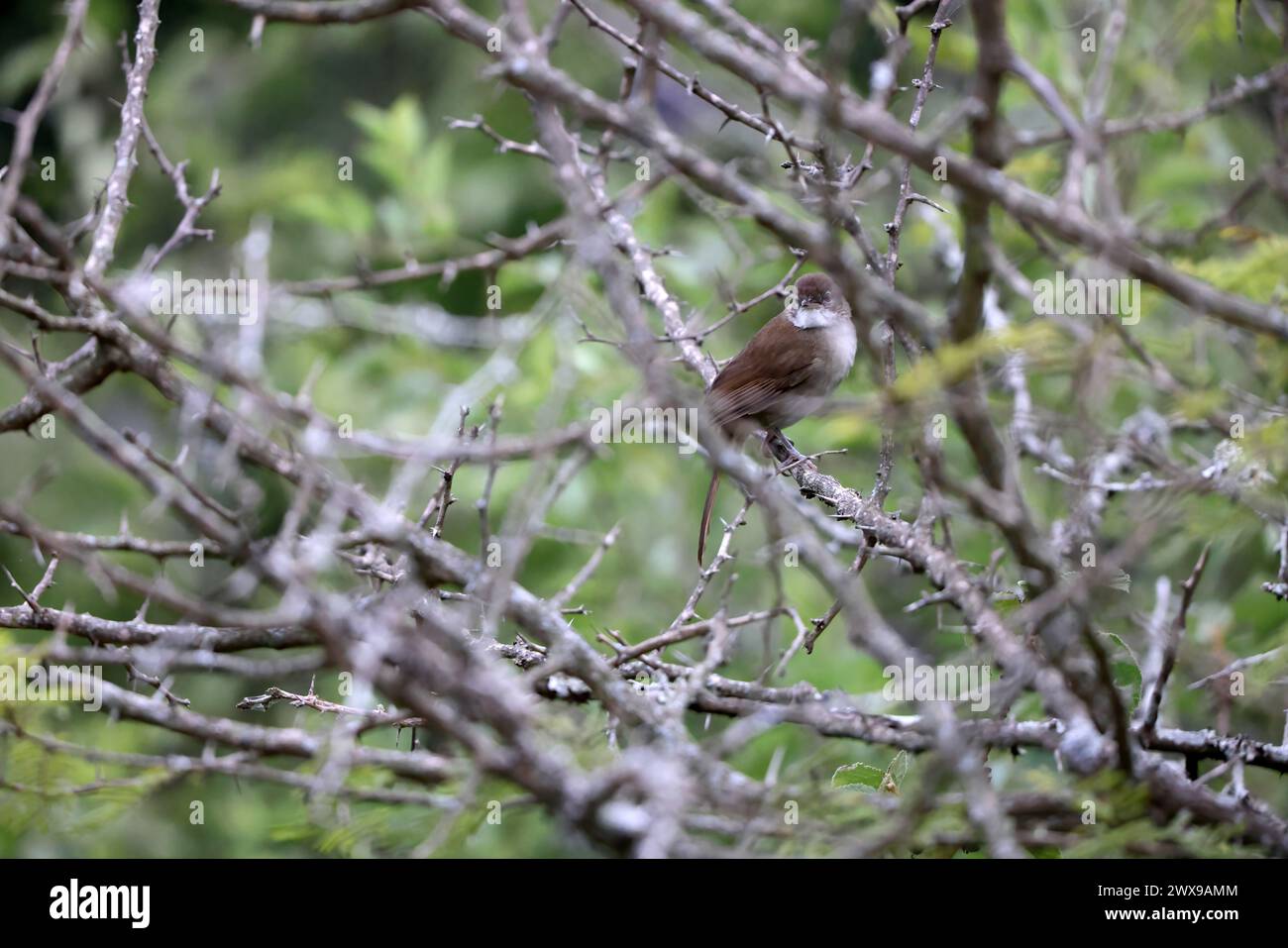 The terrestrial brownbul (Phyllastrephus terrestris intermedius) is a ...