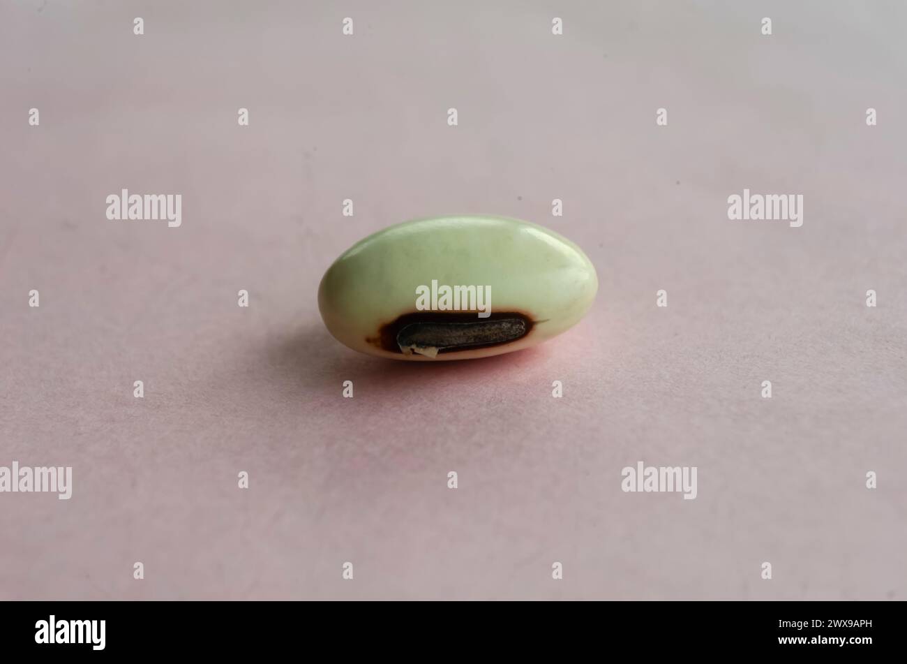 An Isolated Cow Pea Stock Photo - Alamy
