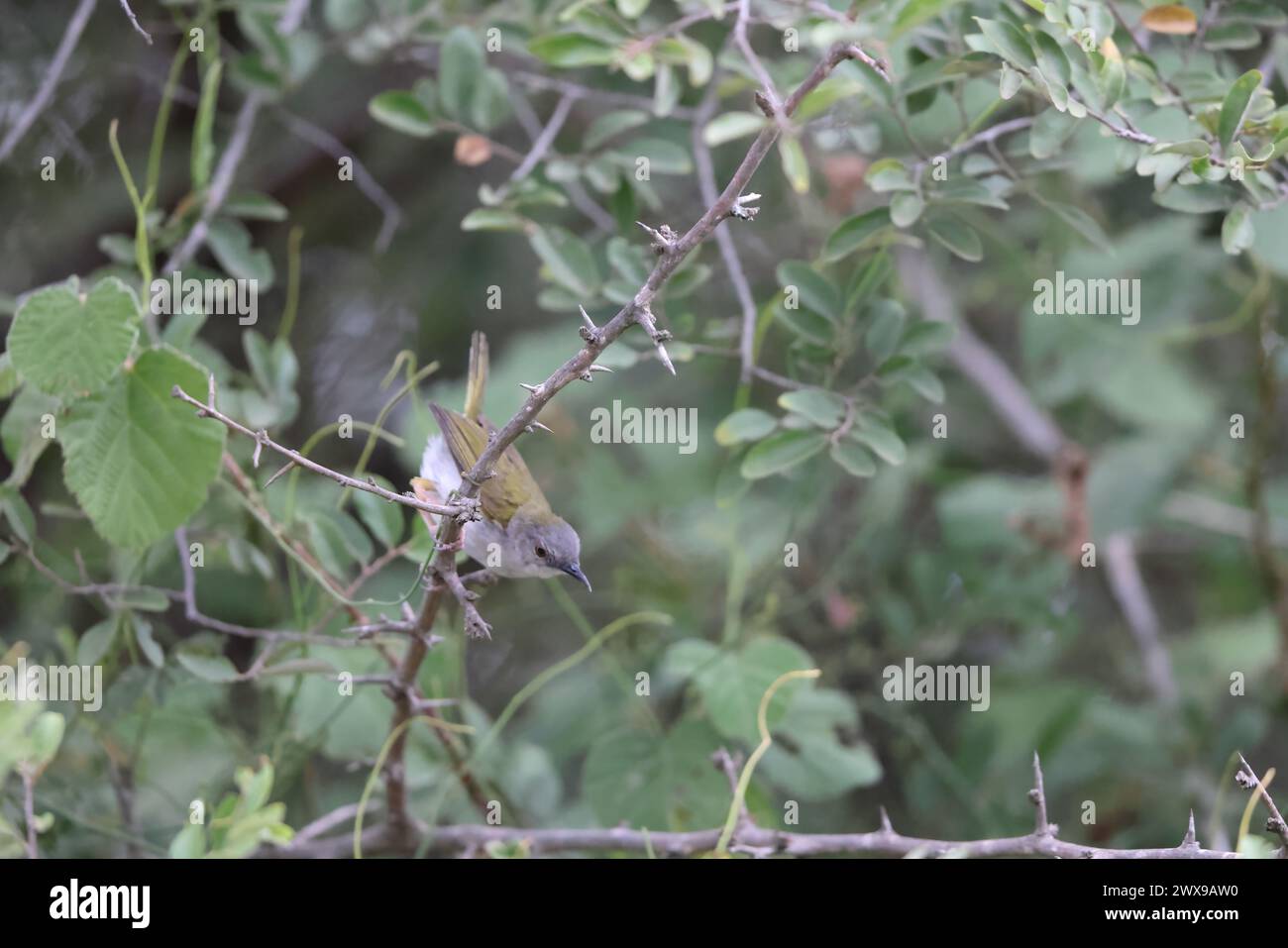 The green-backed camaroptera (Camaroptera brachyura), also known as the bleating camaroptera, is ...