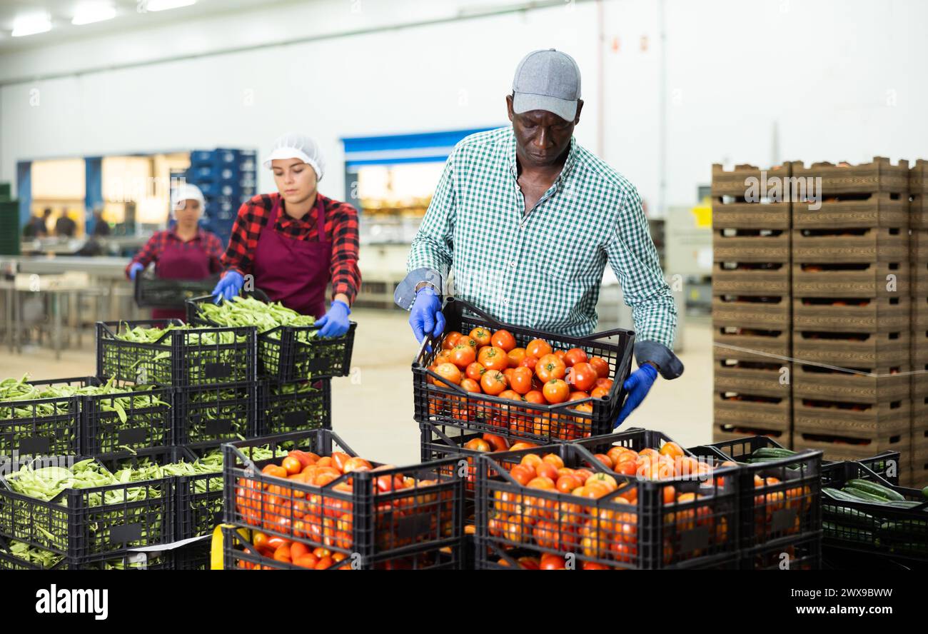 Man stacking crates full of ripe tomatoes in vegetable factory Stock ...