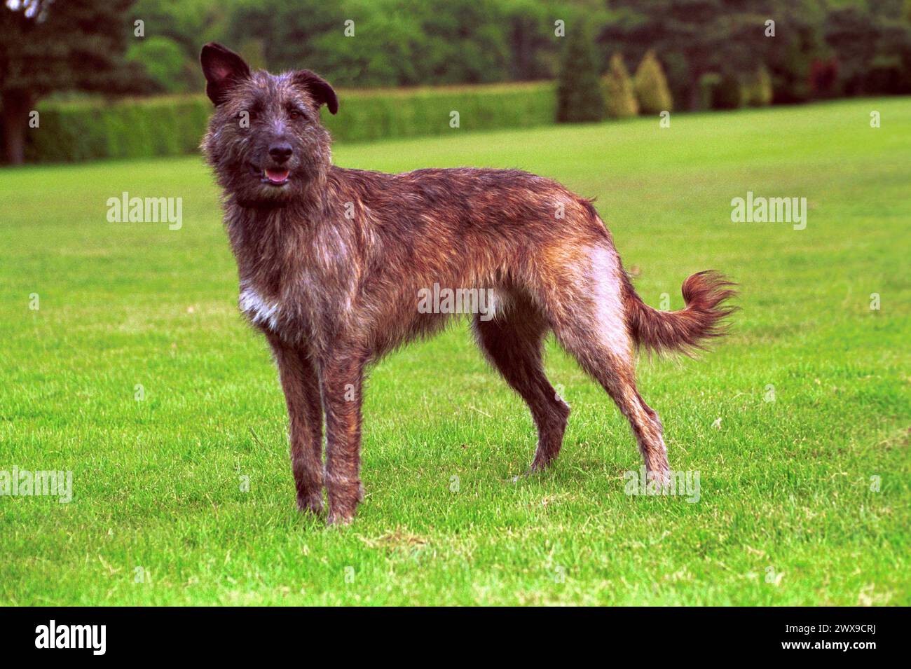 Female lurcher hi-res stock photography and images - Alamy