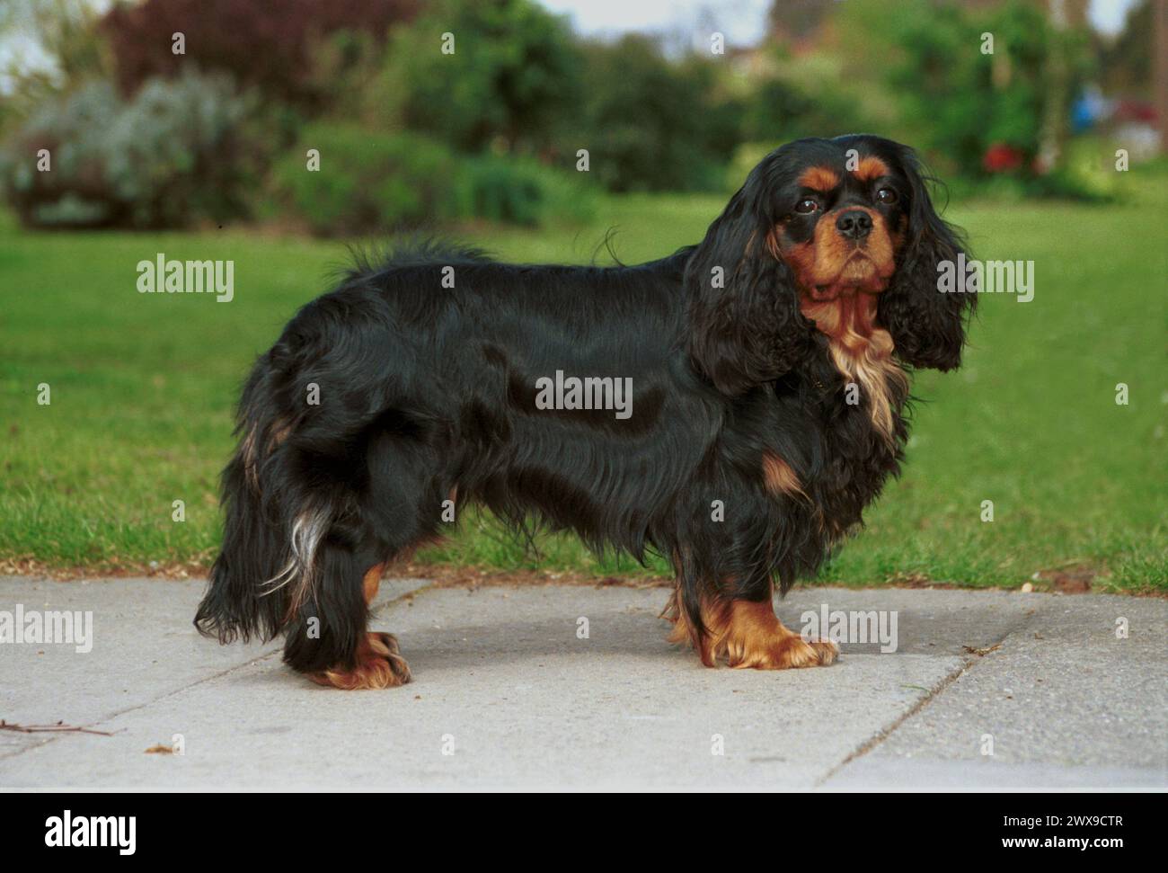 King sideways hi-res stock photography and images - Alamy