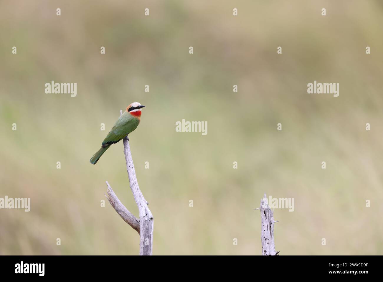 Sub equatorial hi-res stock photography and images - Alamy