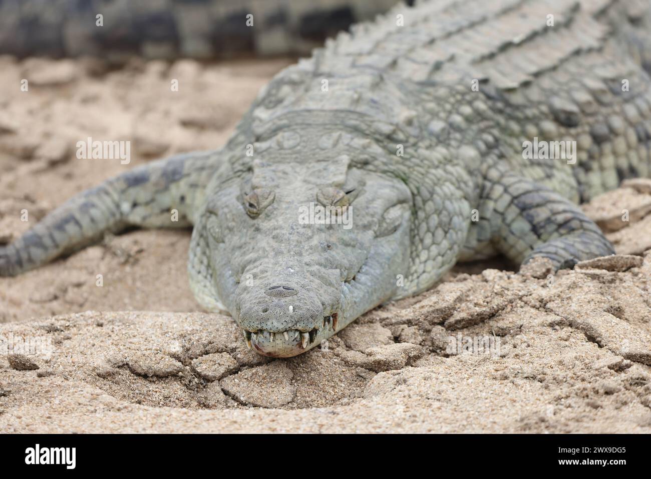 The Nile crocodile (Crocodylus niloticus cowiei ) is a large ...