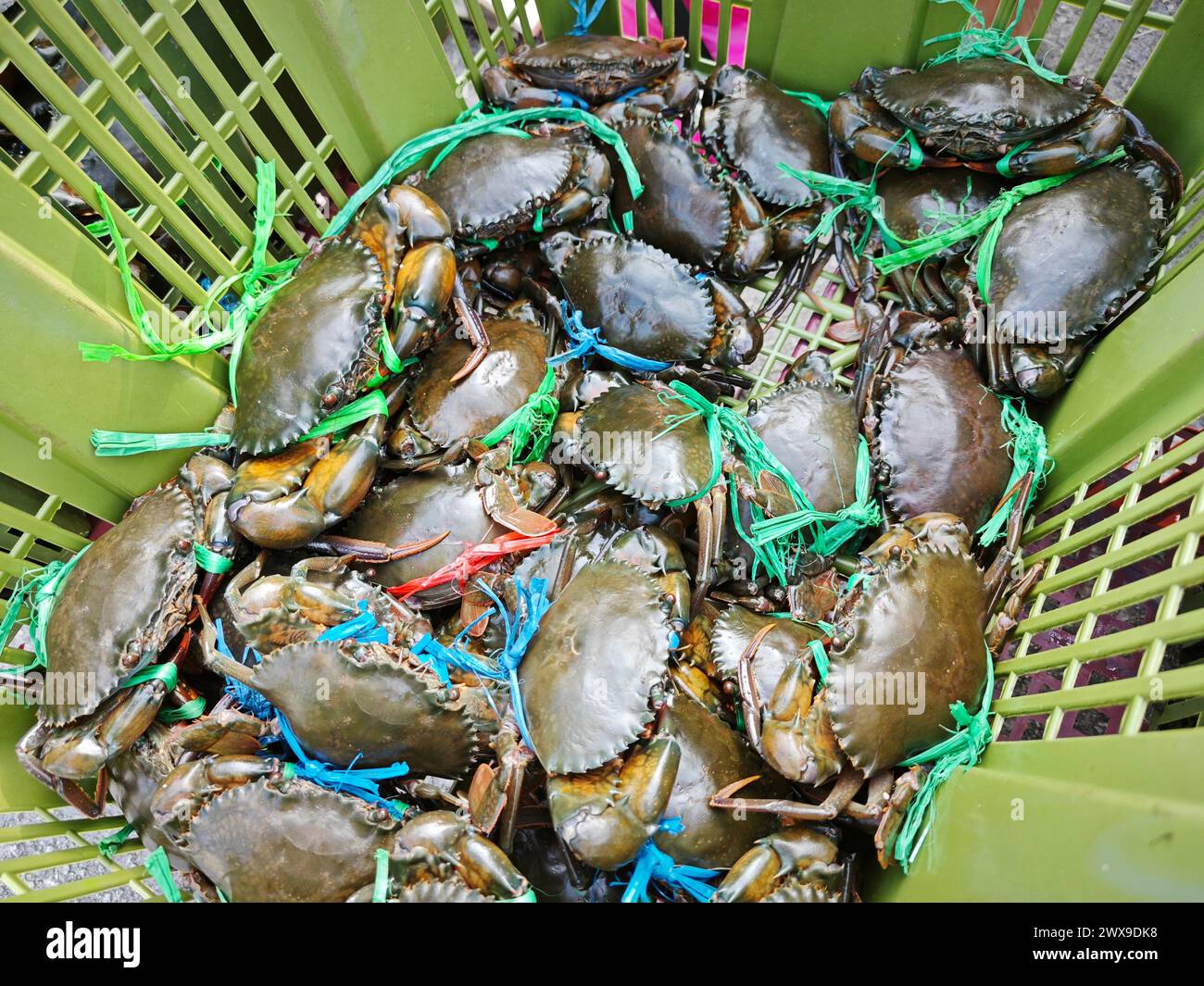 Mangrove crabs hi-res stock photography and images - Alamy
