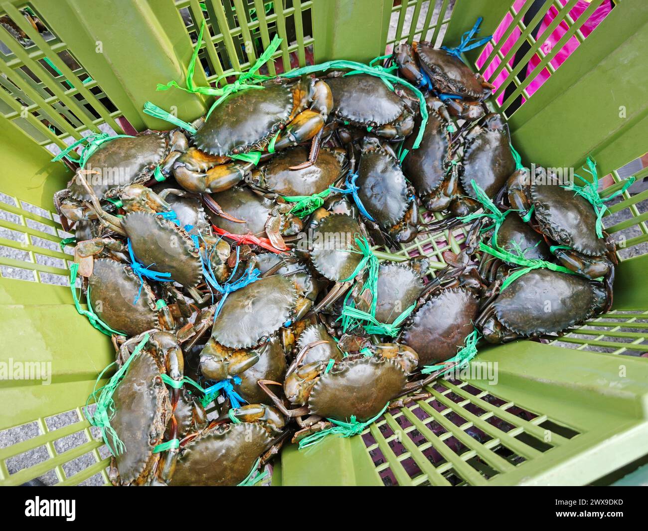 alive mud or mangrove crabs for sale in the basket Stock Photo - Alamy