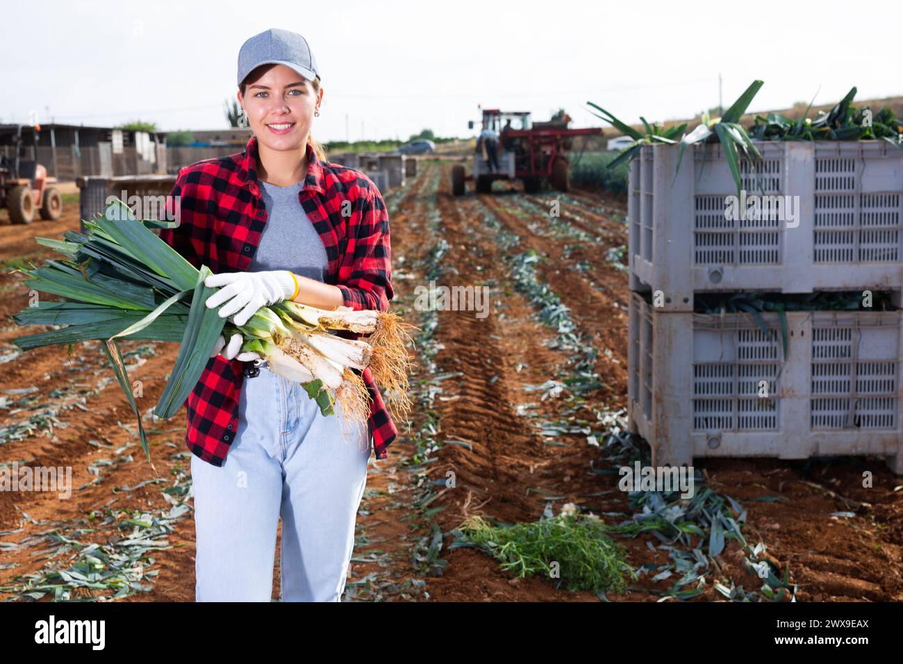 Hired worker woman harvests leek and puts it in boxes on field Stock ...