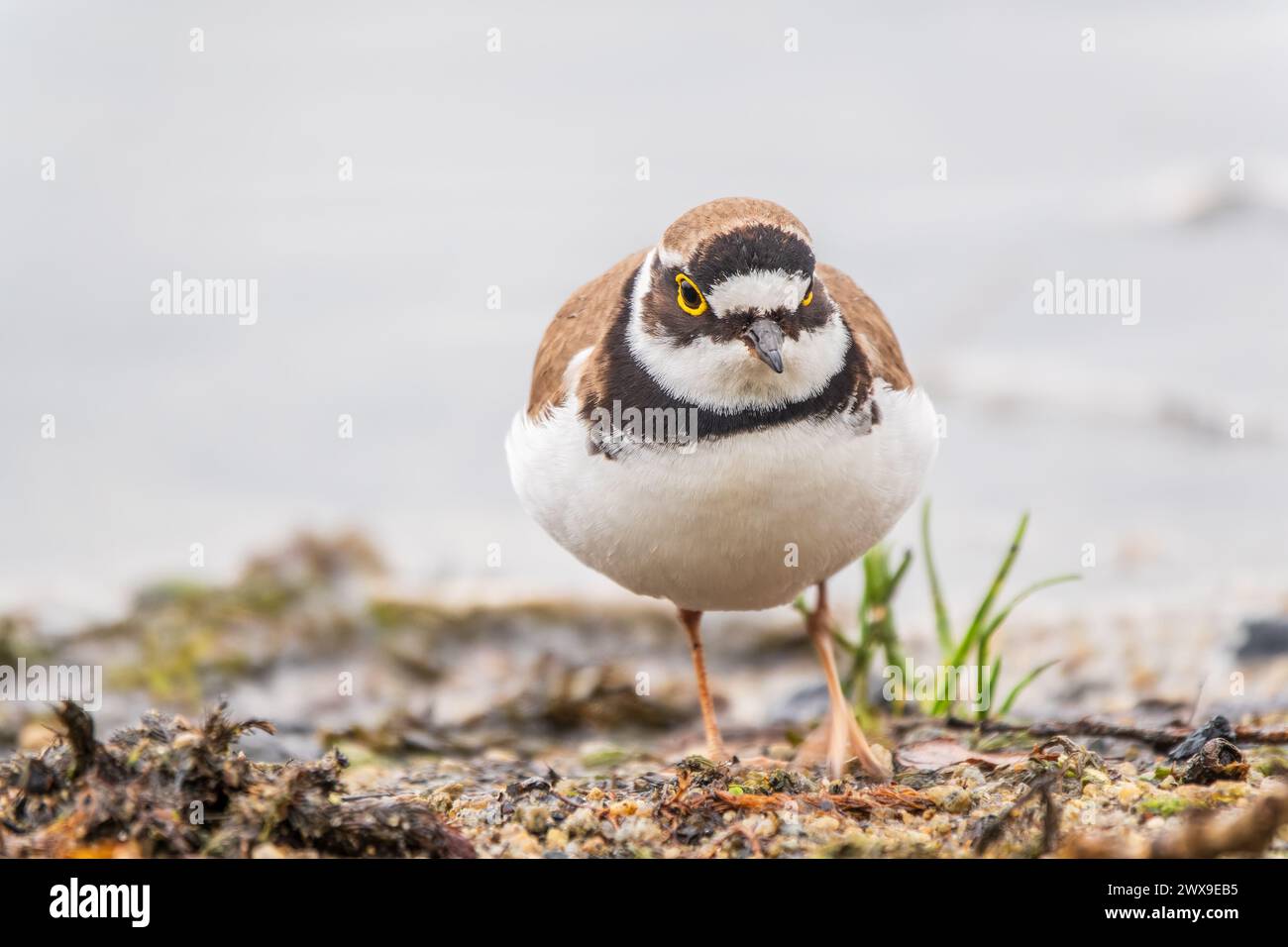 Little ringed plover in natural habitat. Portrait of Little ringed ...