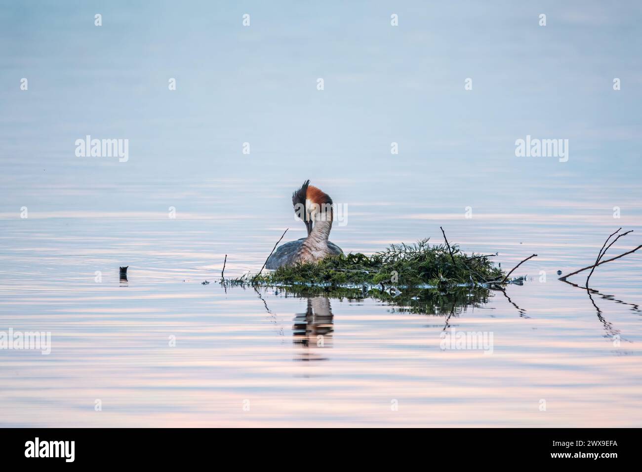 The waterfowl bird Great Crested Grebe swimming in the lake near its ...