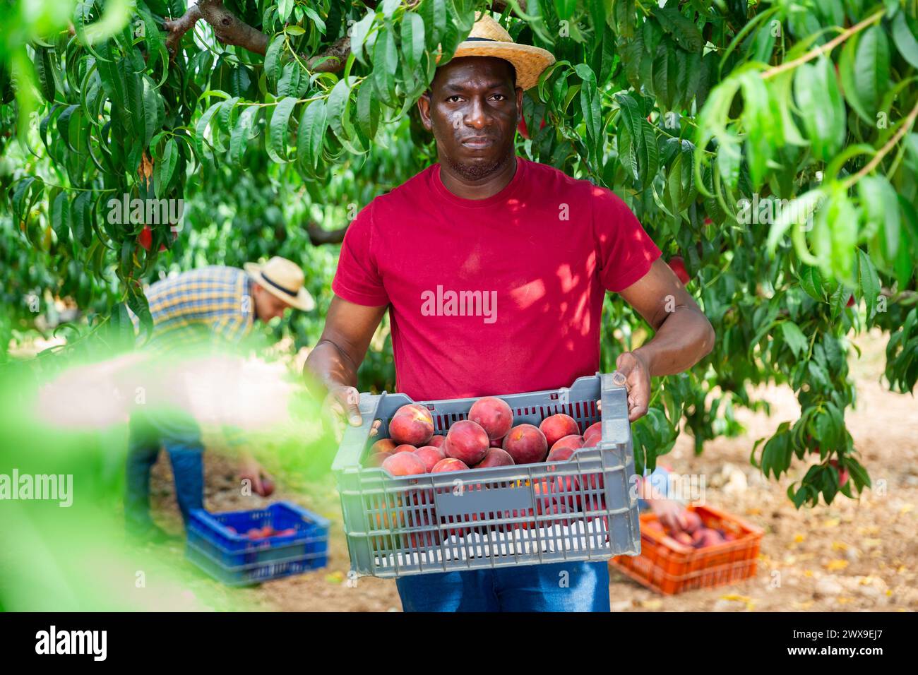 American orchard fruit box hi-res stock photography and images - Alamy