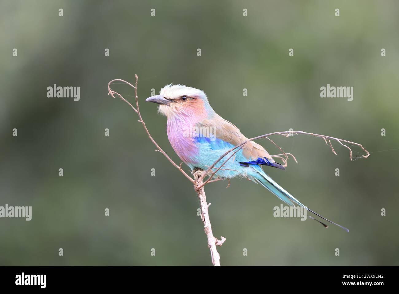 The lilac-breasted roller (Coracias caudatus) is an African bird of the ...