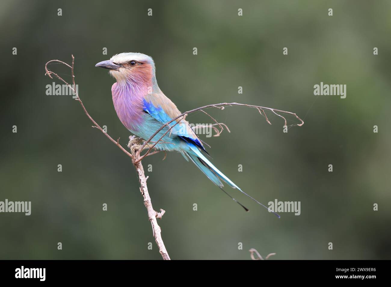 The lilac-breasted roller (Coracias caudatus) is an African bird of the ...