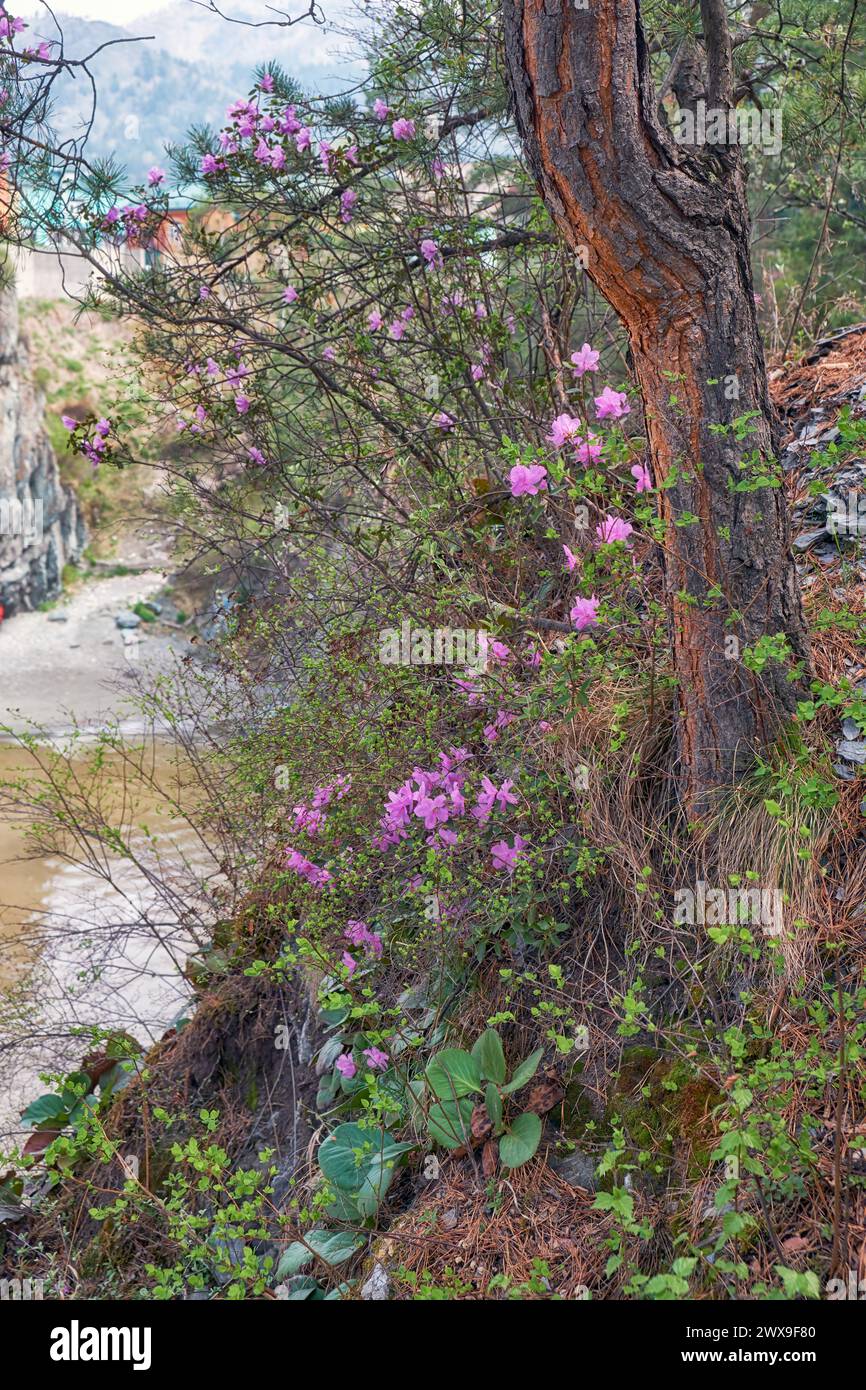 Rhododendron dauricum bushes with flowers (popular names bagulnik ...