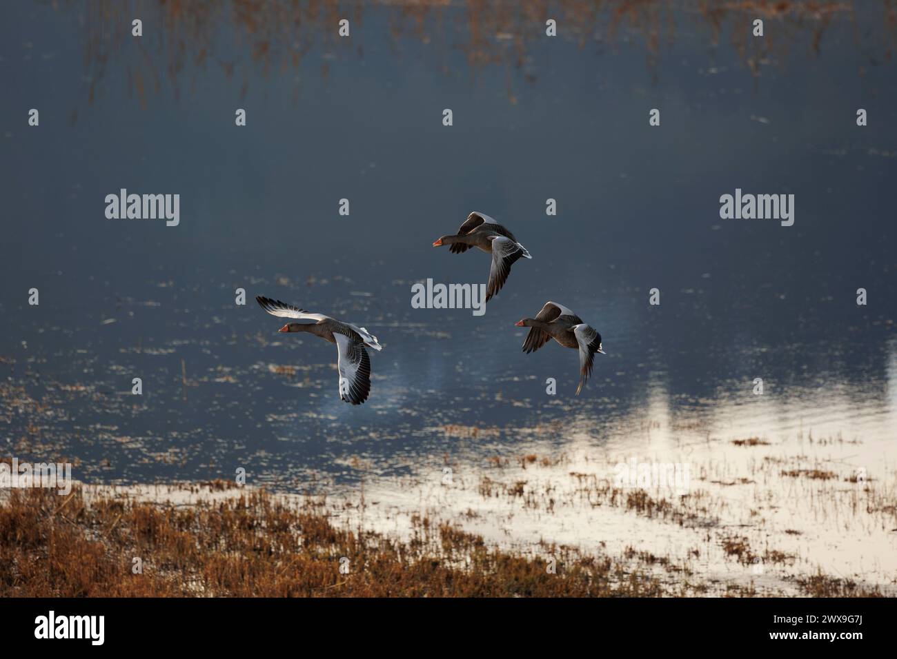 three wild geese fly in formation in nature preserve park Stock Photo ...