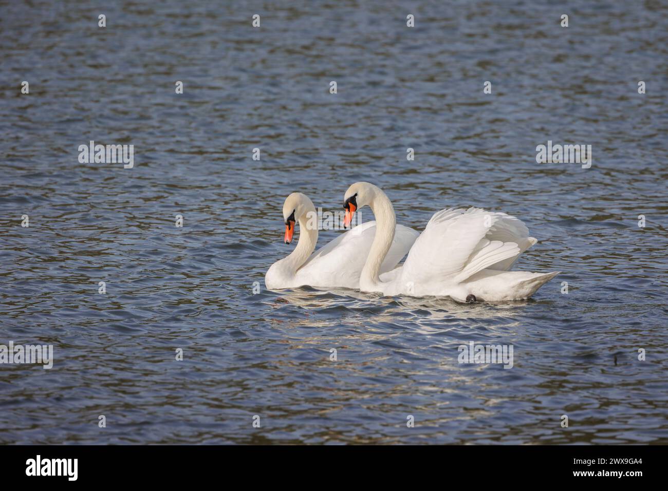 Bird parallel hi-res stock photography and images - Alamy