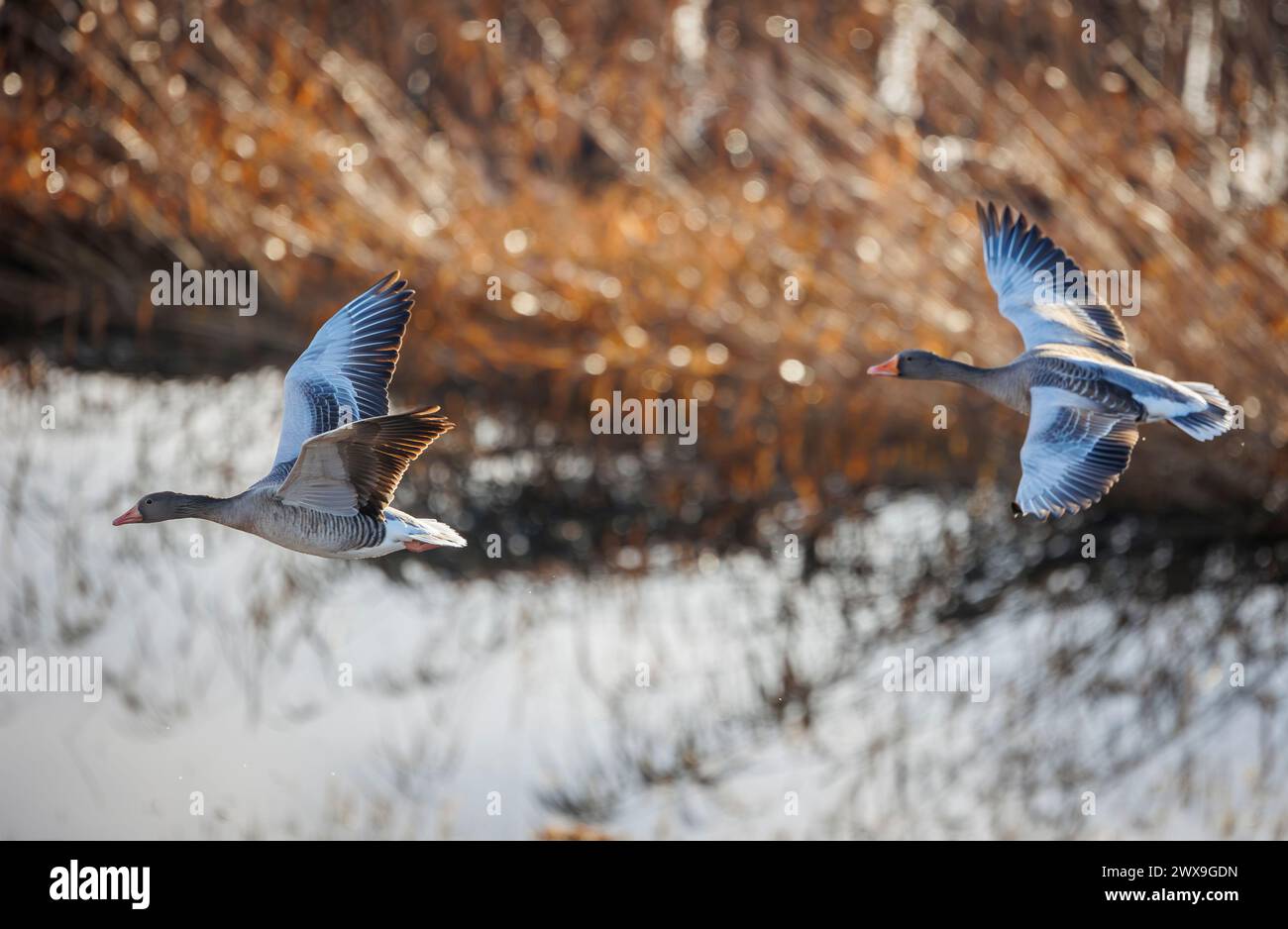 Bird beak formation hi-res stock photography and images - Alamy