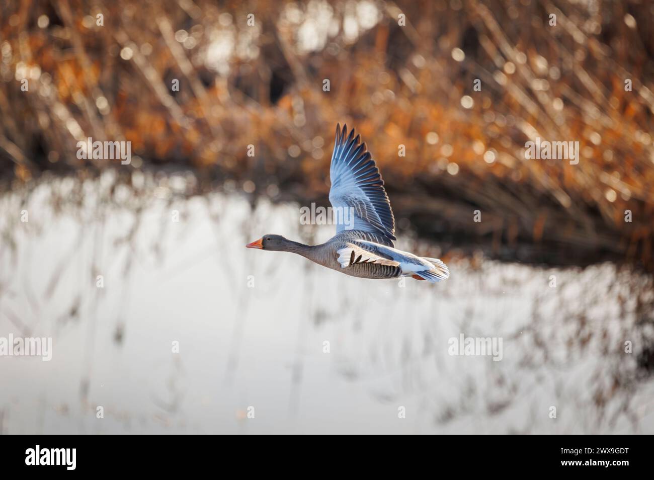 One goose hi-res stock photography and images - Alamy