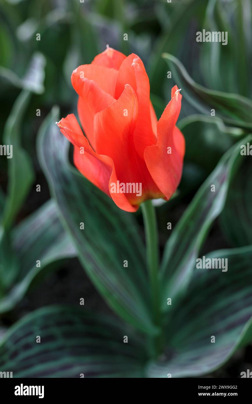 one red tulip flower isolated green background Stock Photo - Alamy