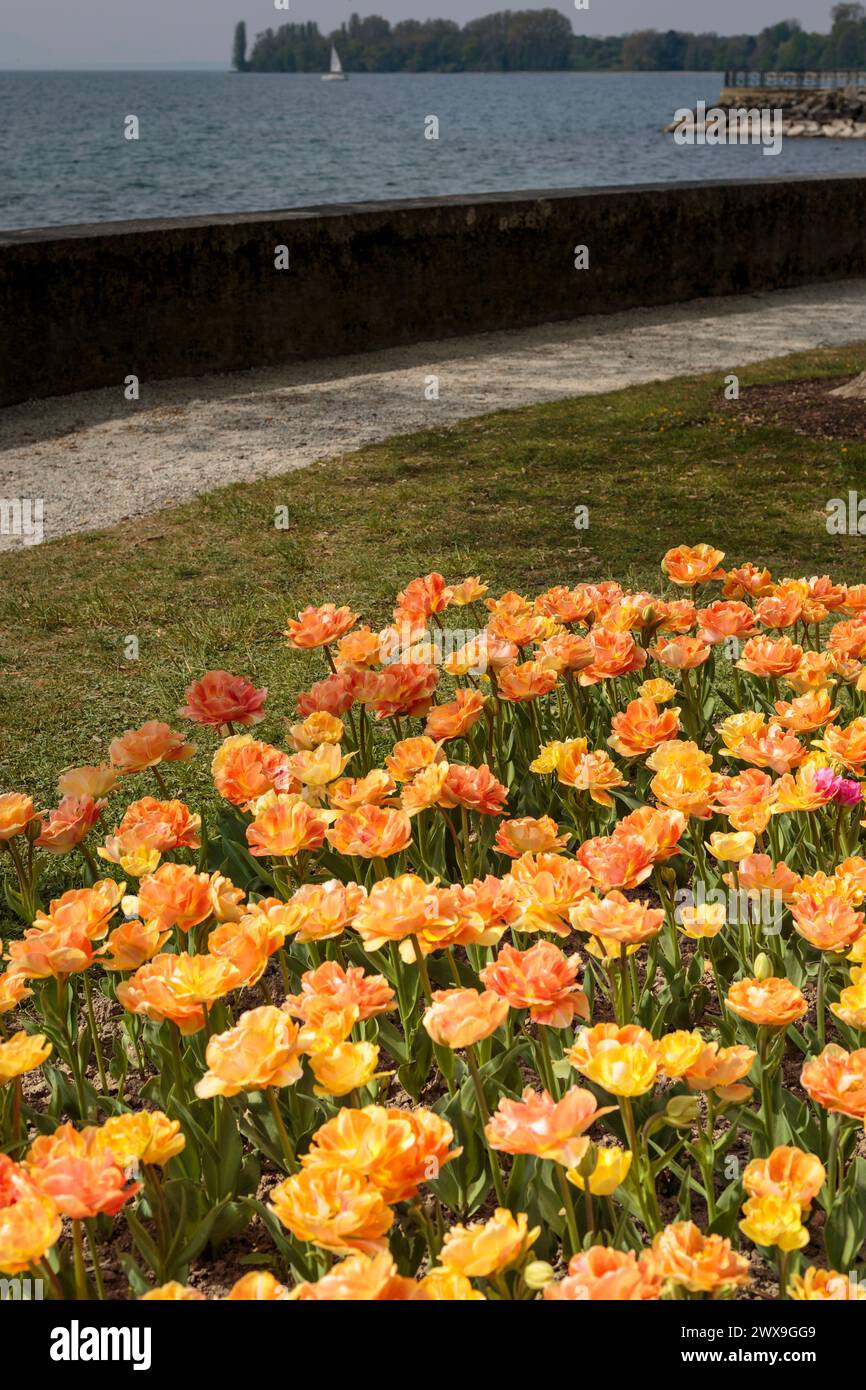 Lakeside flora hi-res stock photography and images - Alamy