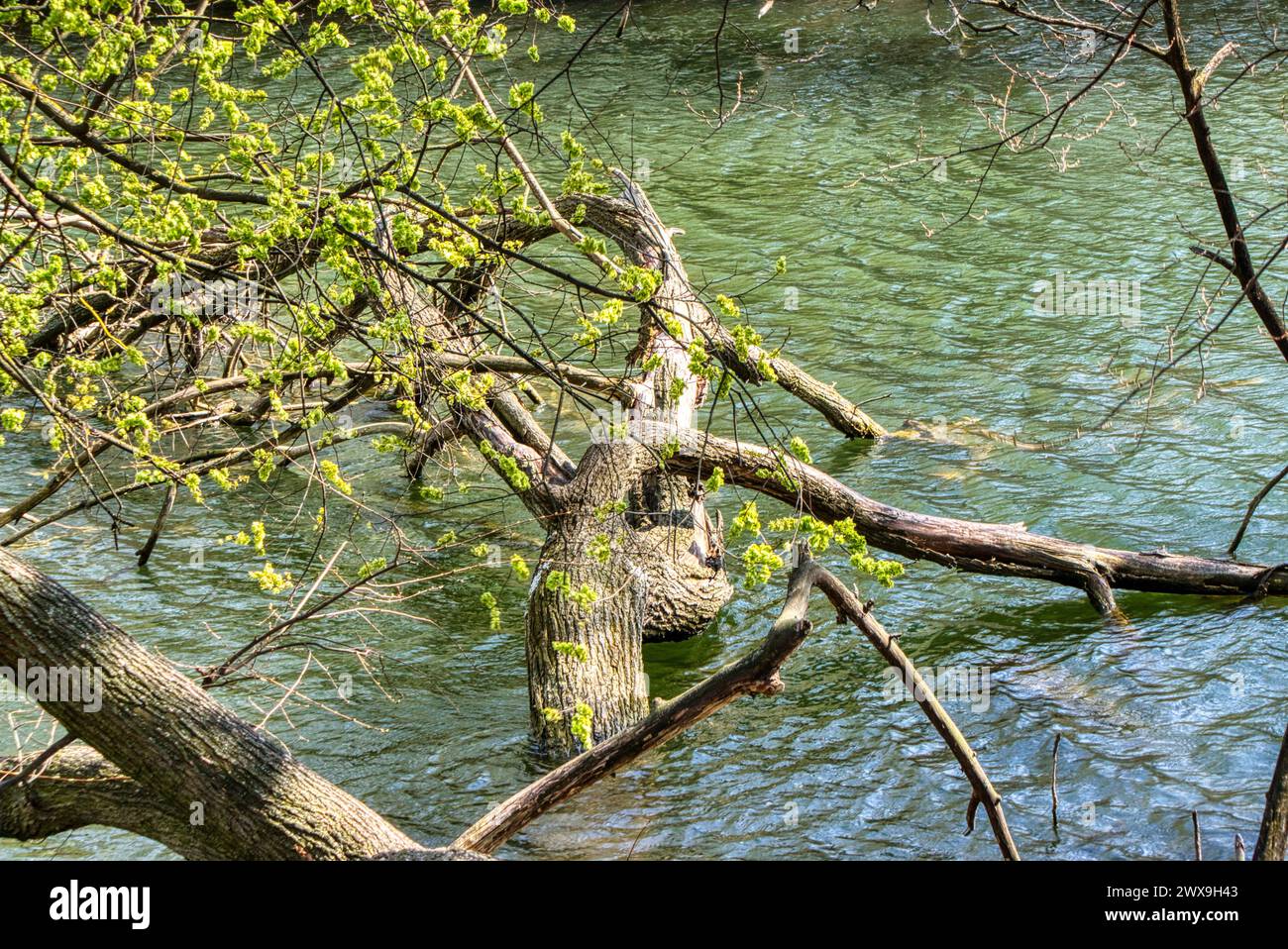 Tree branches overhanging in water hi-res stock photography and images ...