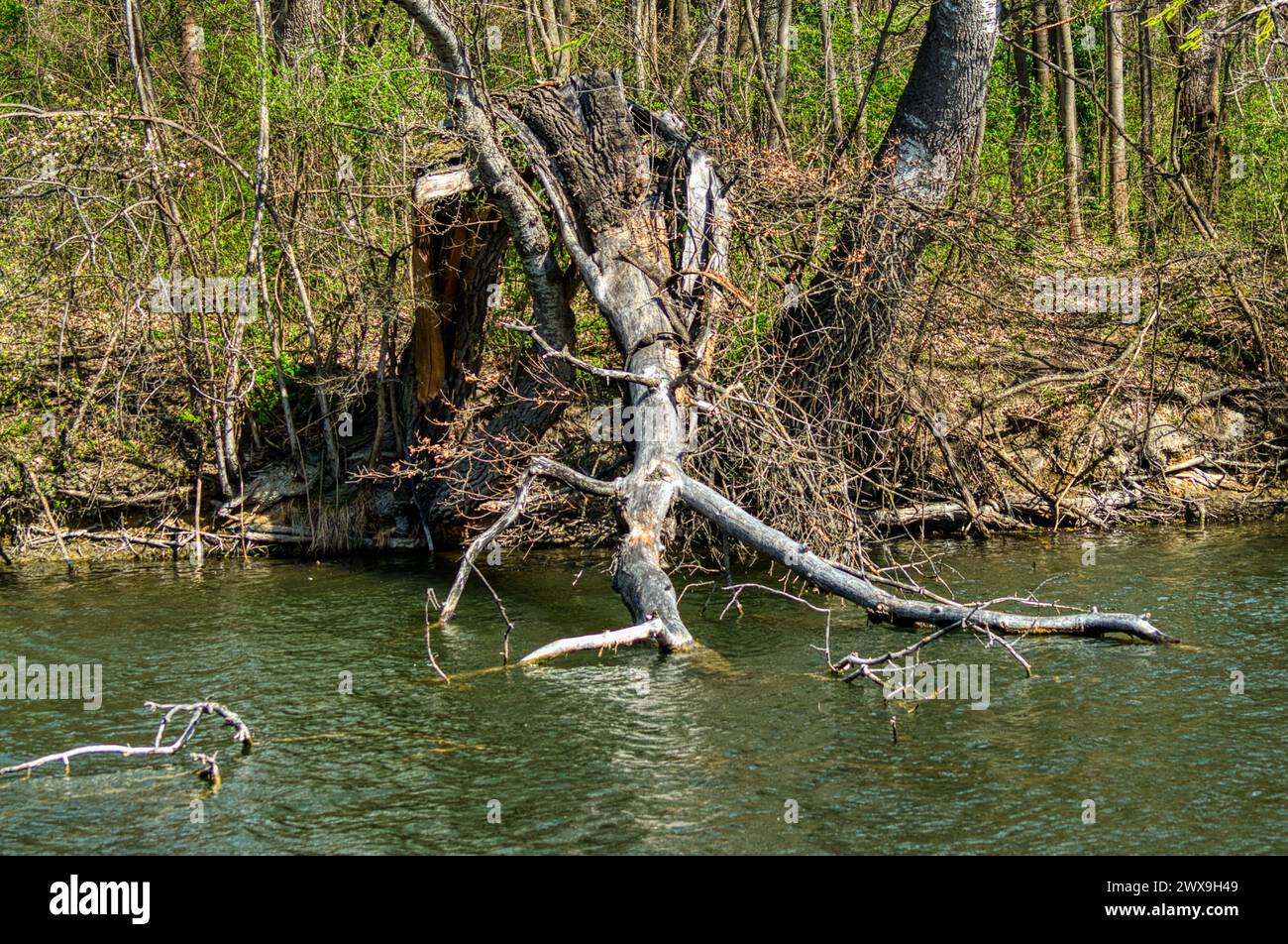 Tree branches overhanging in water hi-res stock photography and images ...