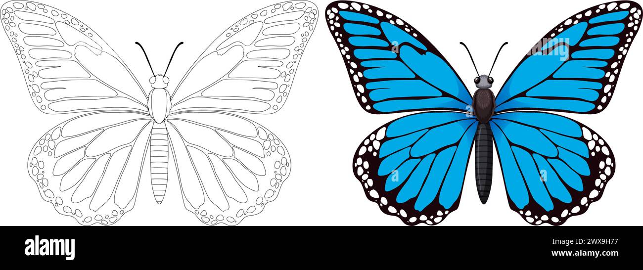 Two butterflies, one outlined and one vibrantly colored Stock Vector ...