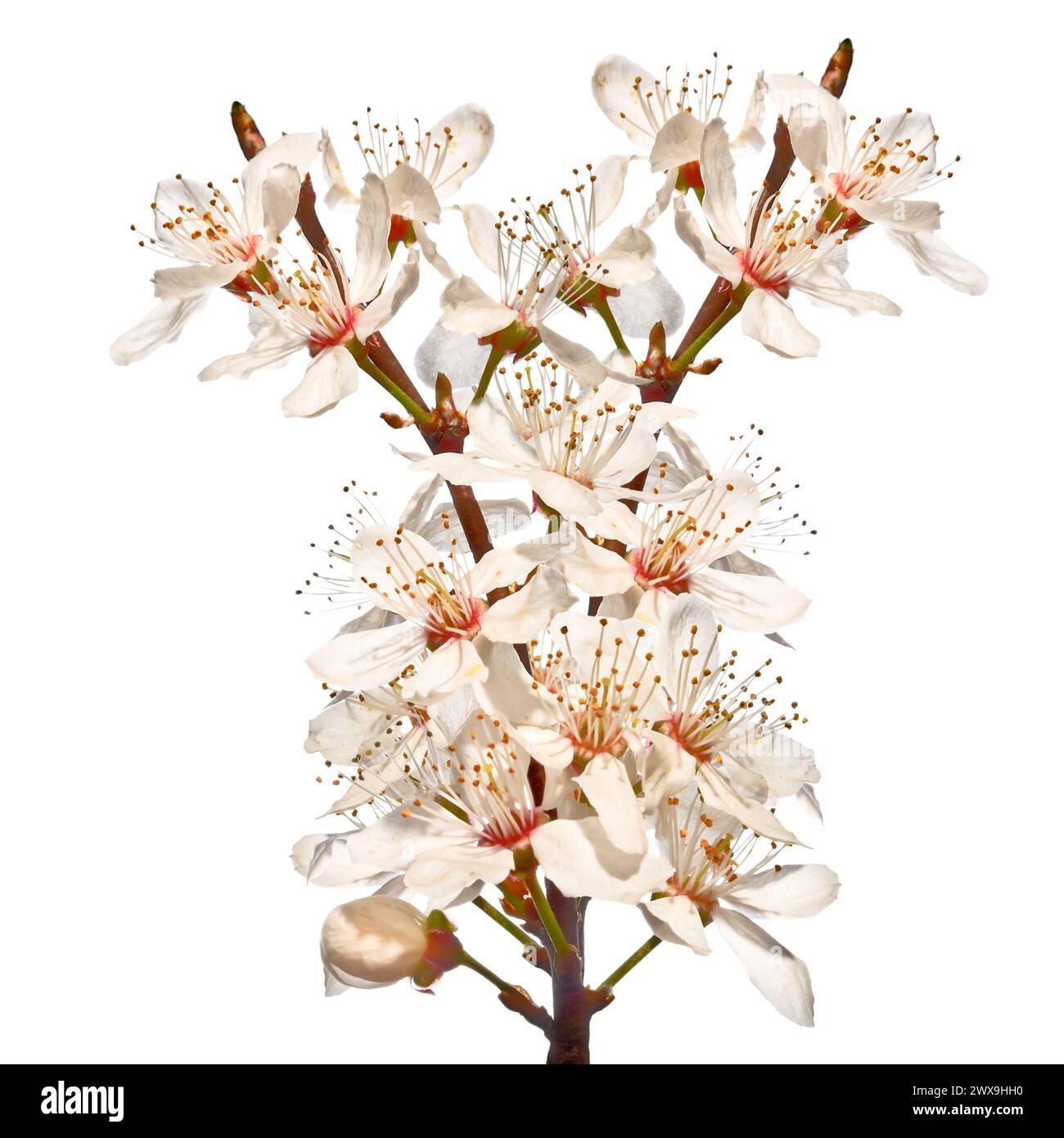 Blooming cherry twigs isolated on white background Stock Photo - Alamy