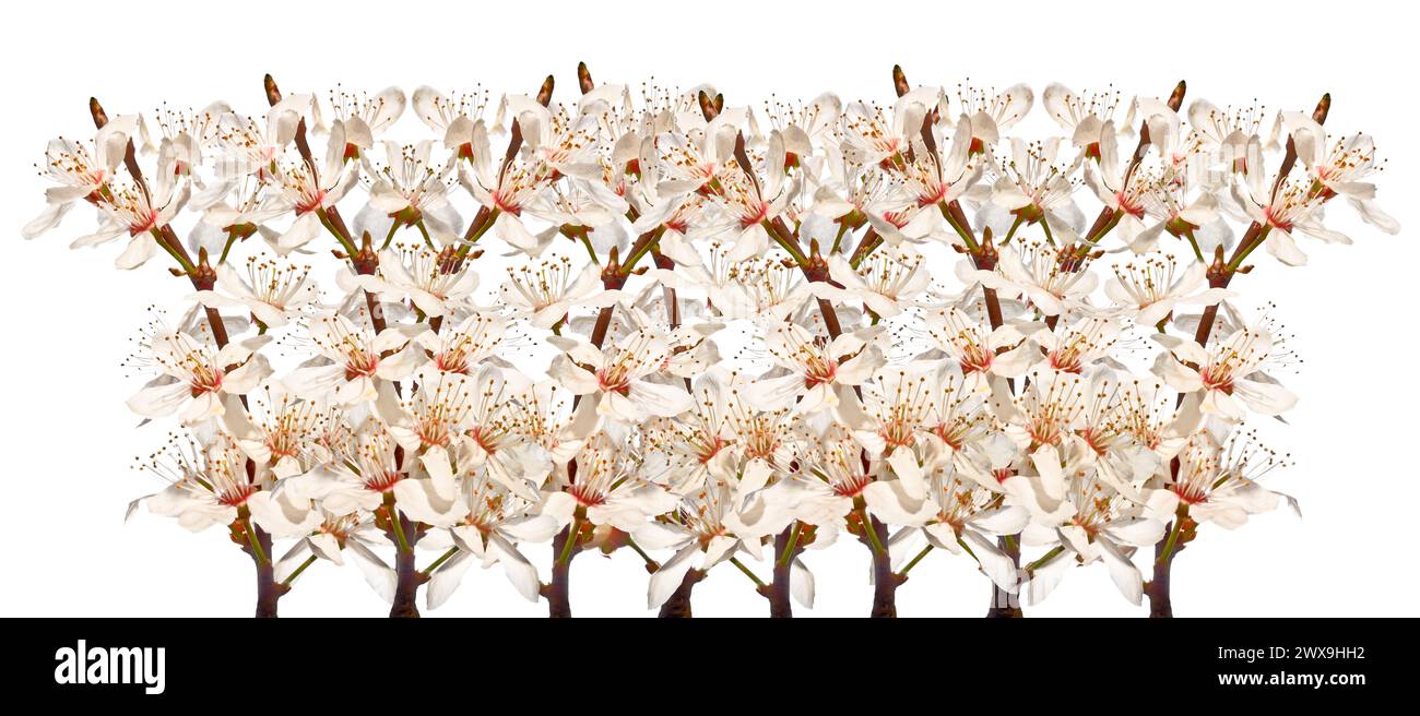 Blooming cherry twigs isolated on white background Stock Photo - Alamy
