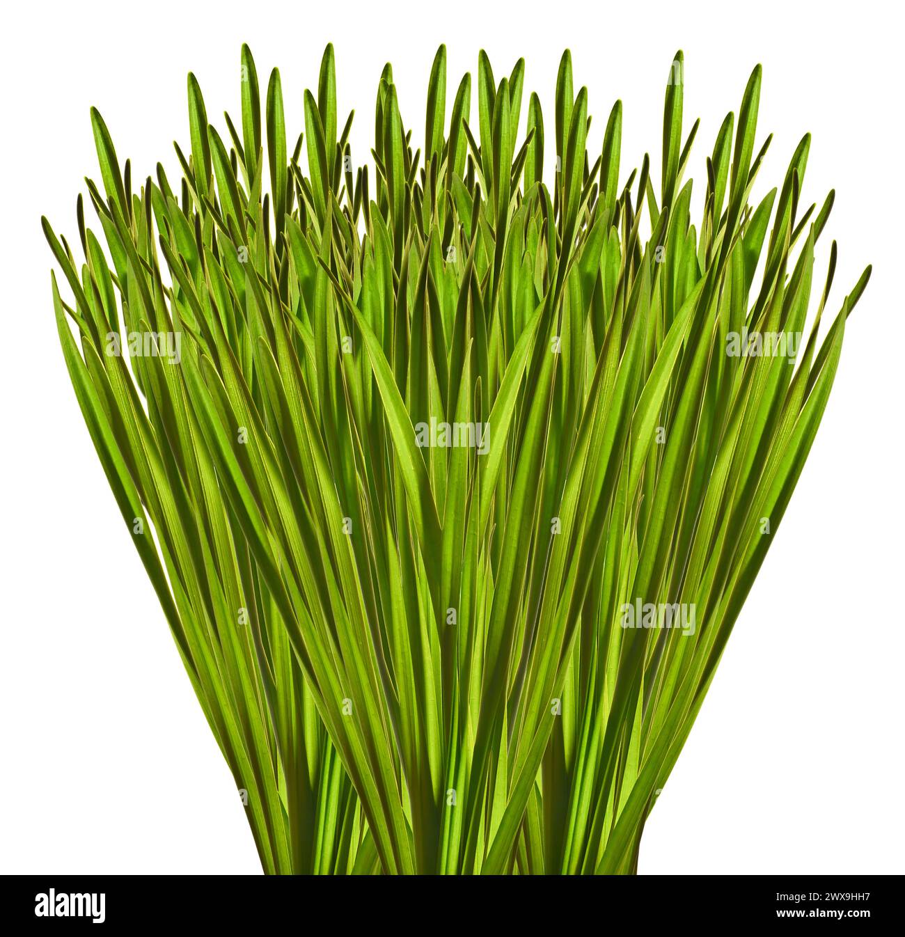 Green oblong leaves isolated on white Stock Photo - Alamy