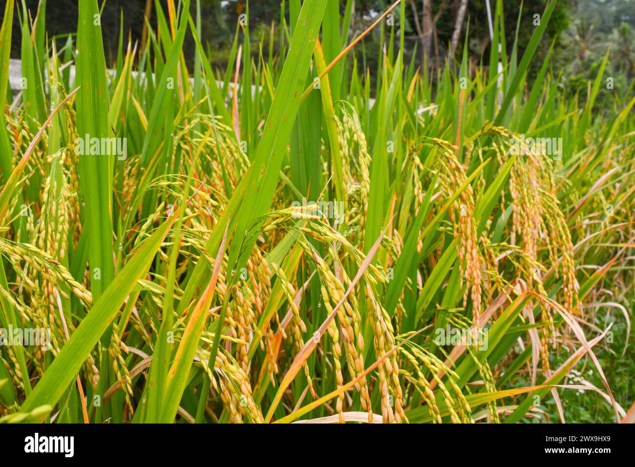 Close up view of group rice plant (Oryza sativa) in paddy field ...