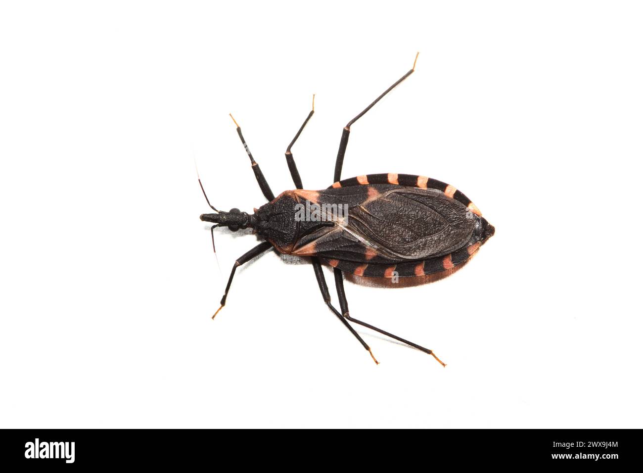 Eastern Bloodsucking Conenose Kissing Bug (Triatoma sanguisuga) on ...