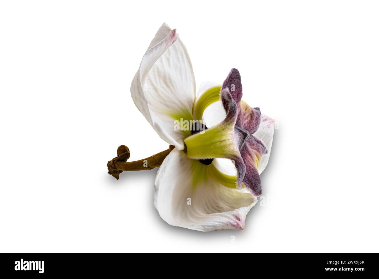 Closeup view of single Mitrephora sirikitiae flower the rare flower in ...