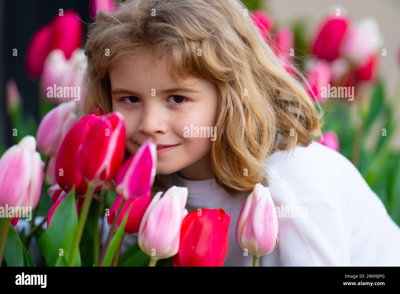 Child in tulip flower field in Holland. Kid in tulips fields in the ...