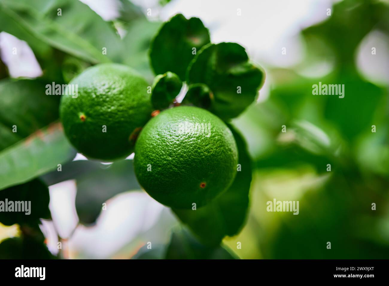 Fresh lime on tree branch Stock Photo - Alamy