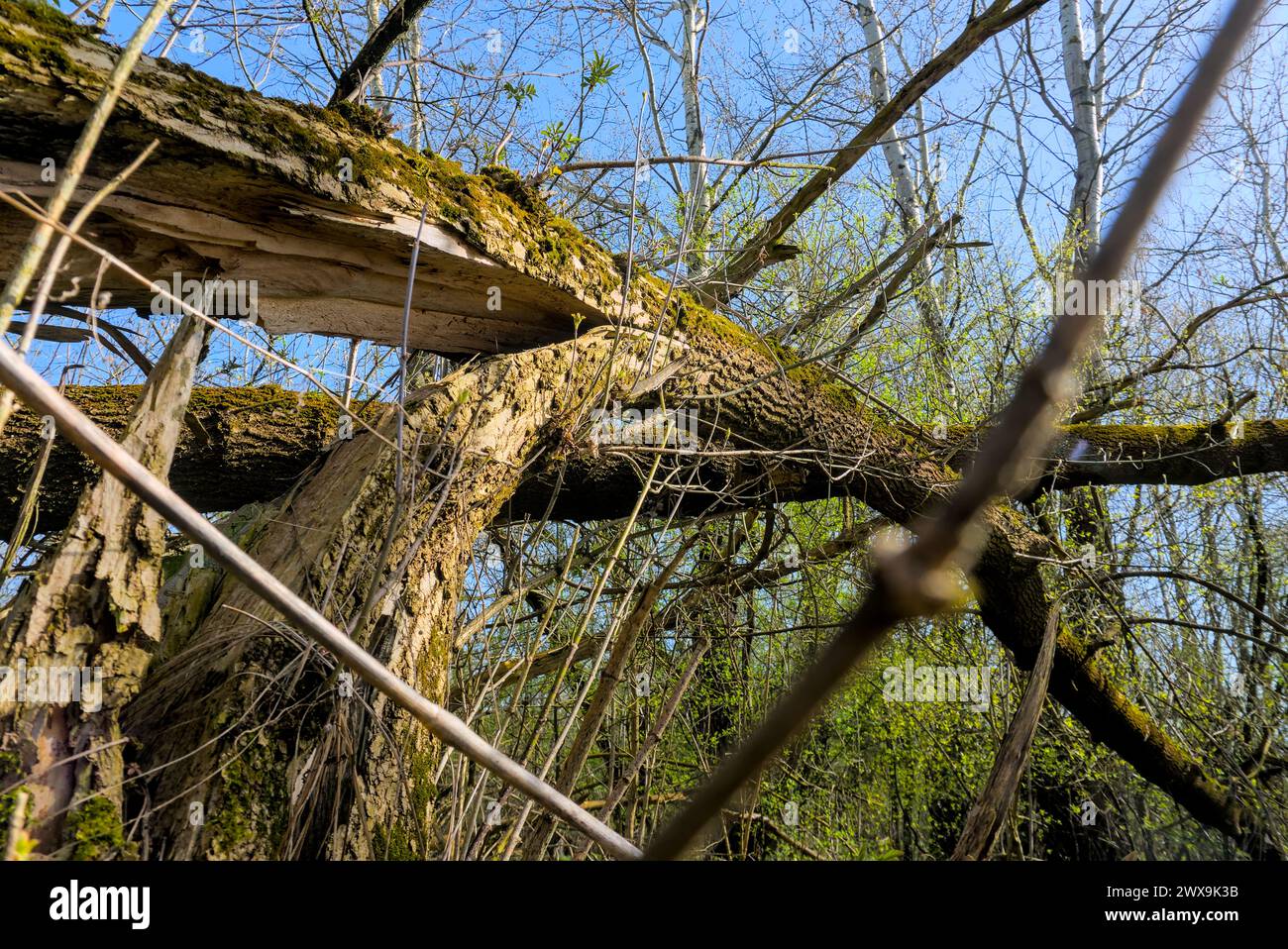 fallen tree after strong wind in the forest, horizontal shot Stock ...