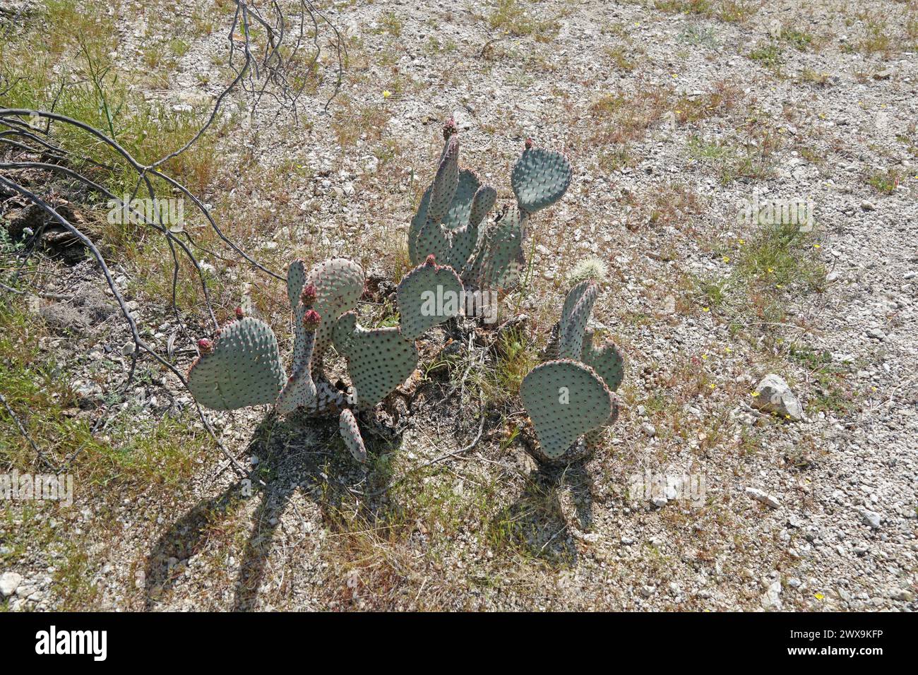 Cacti desert hi-res stock photography and images - Alamy