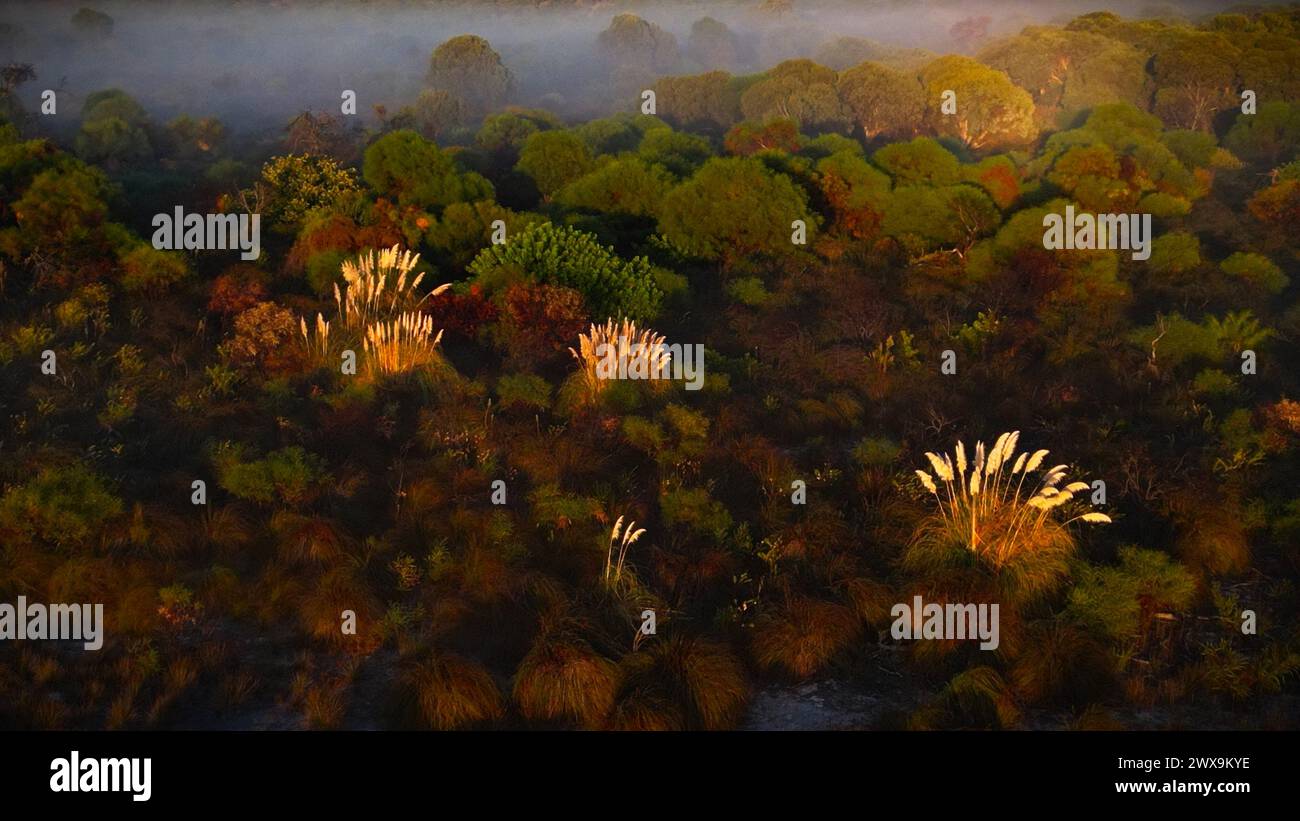 Aerial view of Australian bushland with long grasses catching the early ...