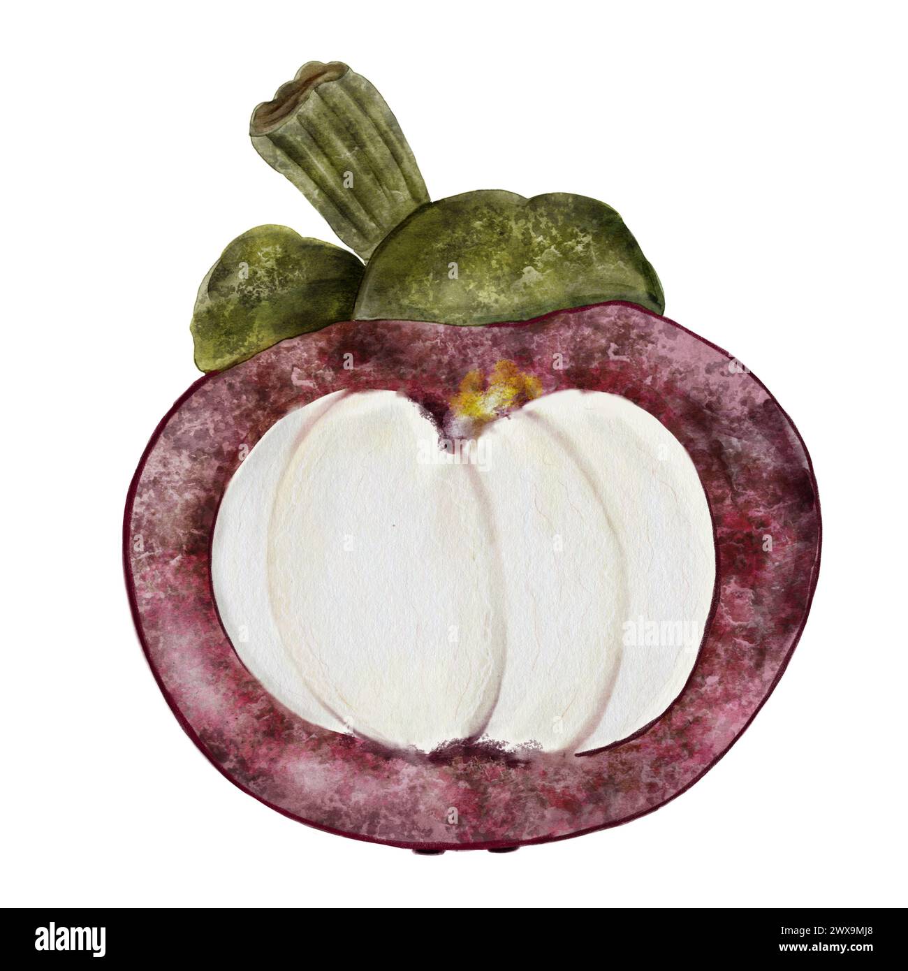 Mangosteen fruit watercolor illustration. Tropical fruit illustration ...