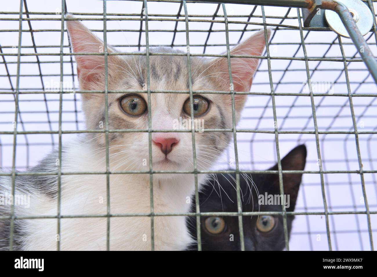 picture of two feral cats in a cage Stock Photo - Alamy